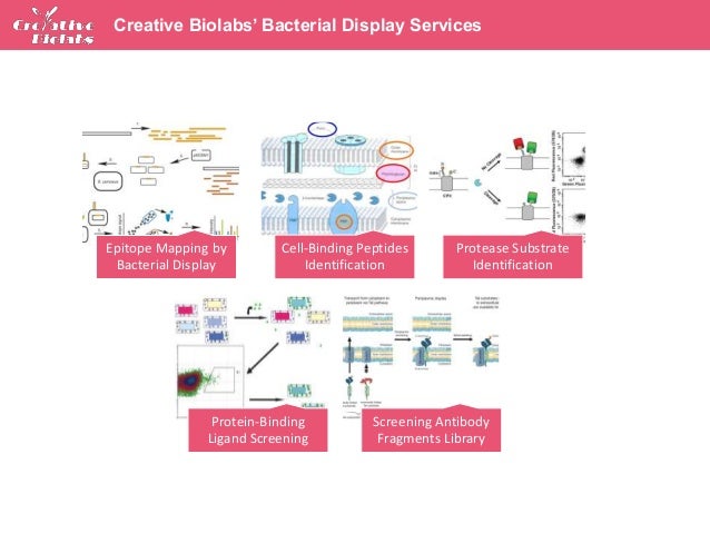 Bacterial Display Technology - Creative Biolabs