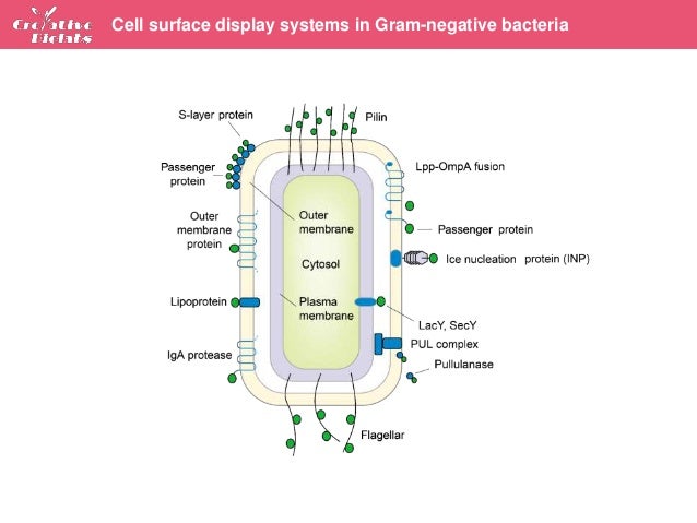 Bacterial Display Technology - Creative Biolabs