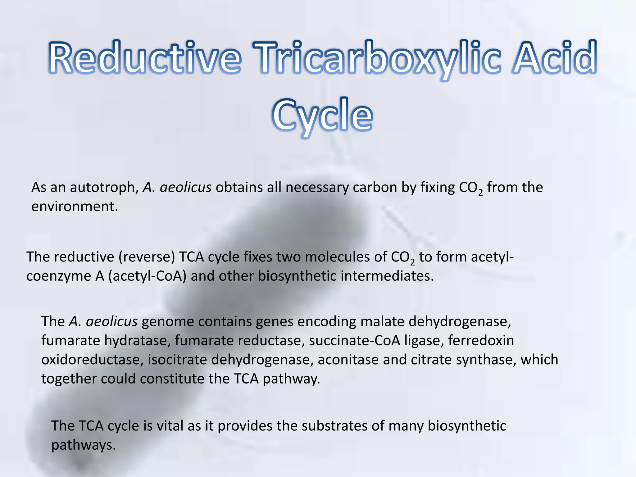 Bacterial diversity presentation1 | PPTX