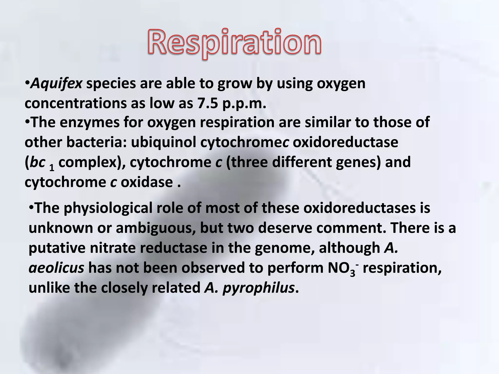 Bacterial diversity presentation1 | PPTX