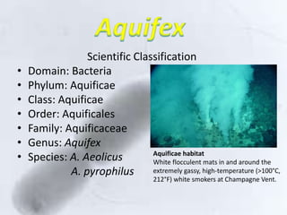 Bacterial diversity presentation1 | PPTX