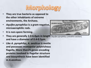 Bacterial diversity presentation1 | PPTX
