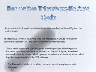 Bacterial diversity presentation1 | PPTX
