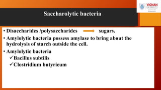 Classification of Bacteria- Alka Kumari, Assistant Professor | PDF