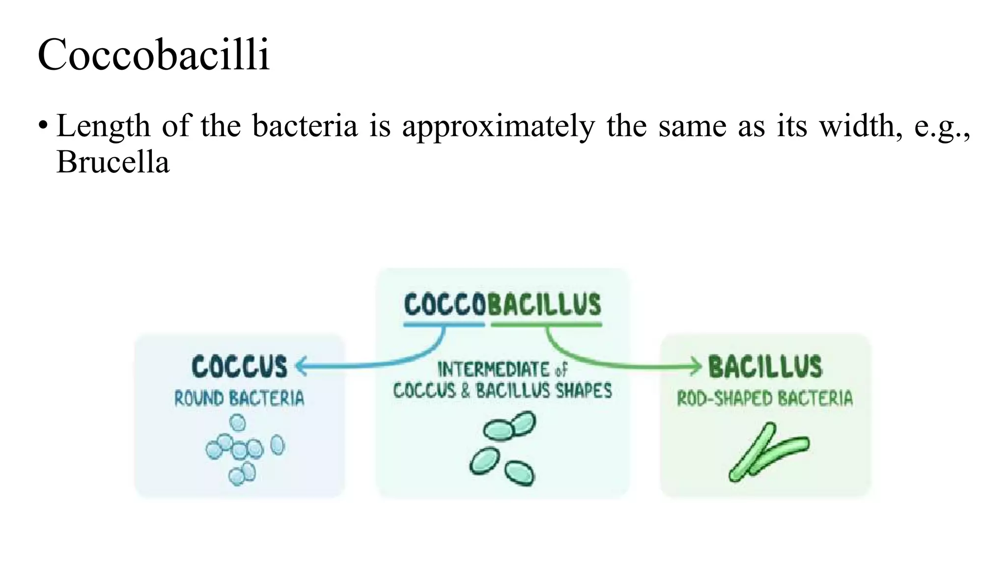 Bacteria lec | PPTX