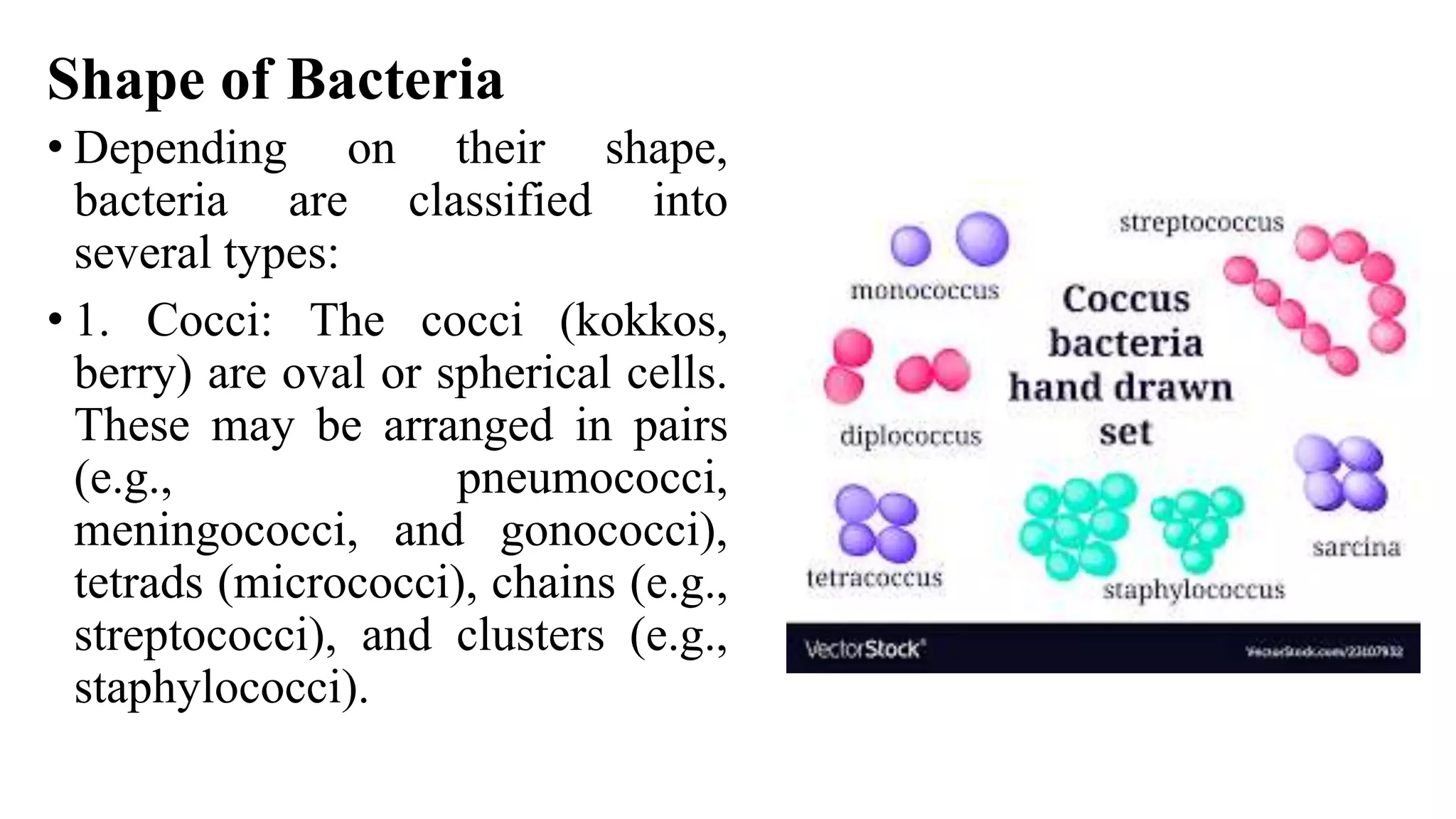 Bacteria lec | PPTX