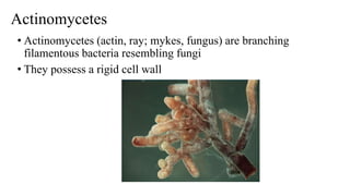 Bacteria lec | PPT