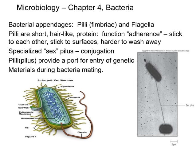 Bacteria Lec 33333333333333333rd sem.pptx