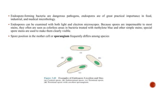 Bacterial endospore | PPTX