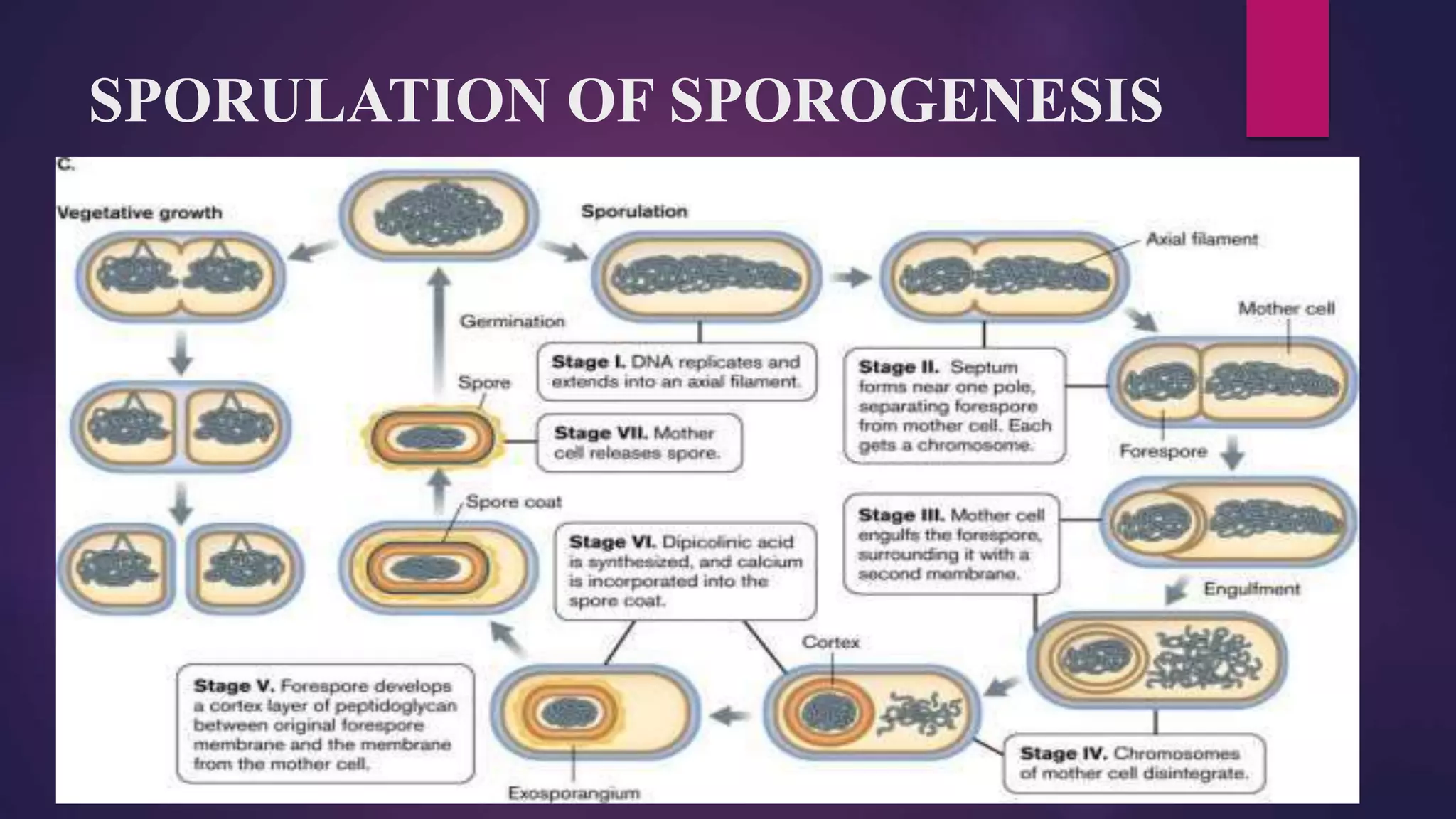BACTERIAL ENDOSPORE.pptx