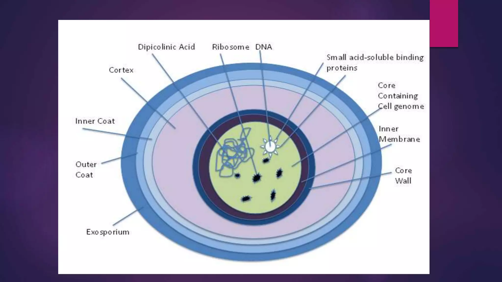 BACTERIAL ENDOSPORE.pptx