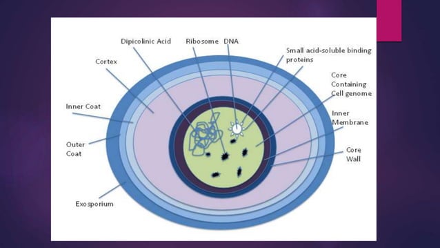 BACTERIAL ENDOSPORE.pptx