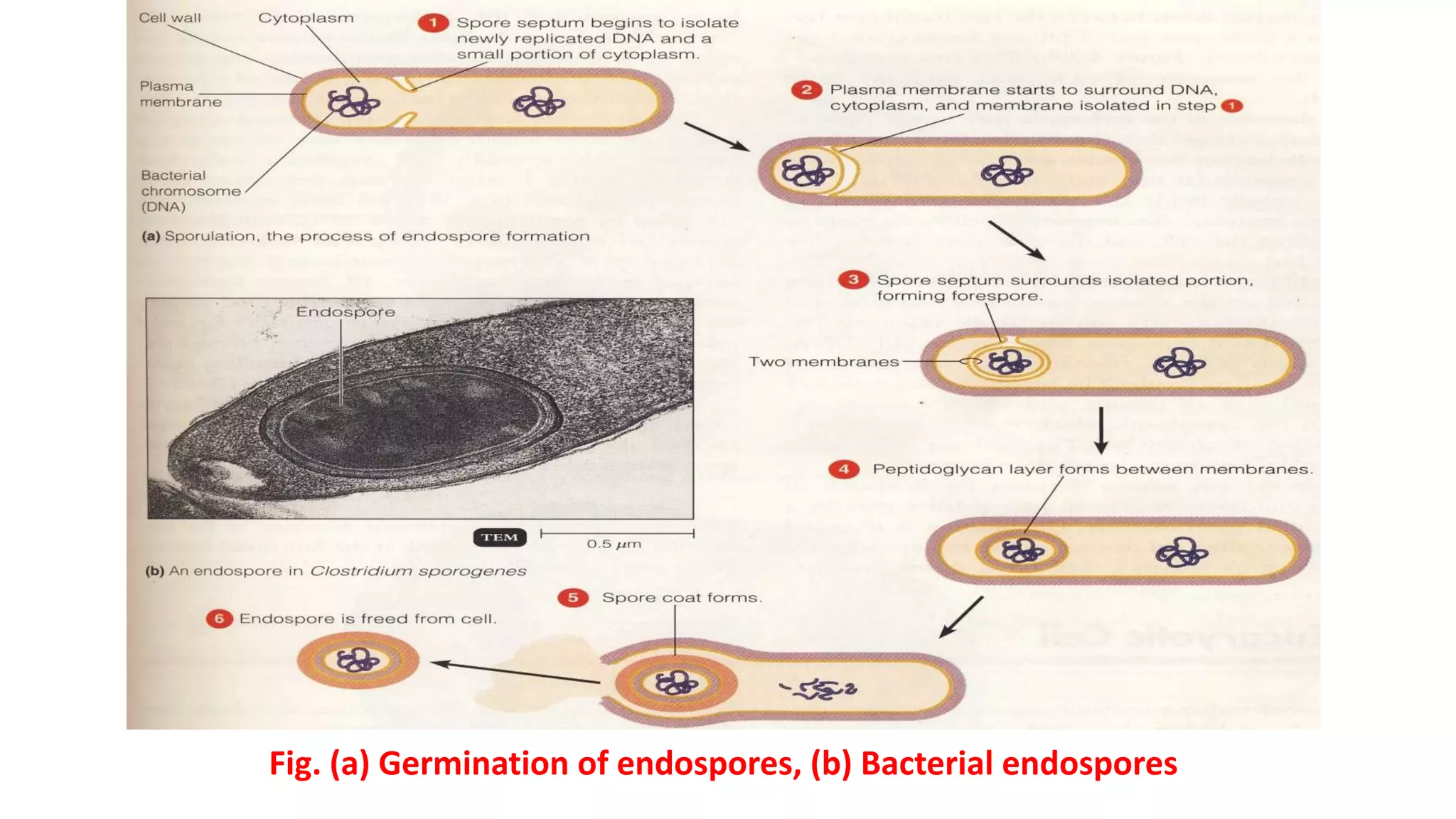 Bacterial Endospore.ppt