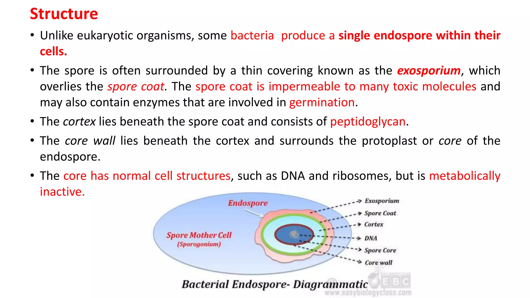 Bacterial Endospore.ppt | Biological Sciences | Science