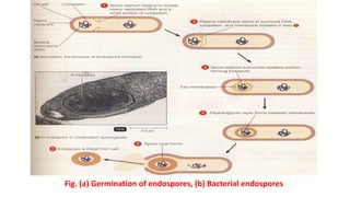 Bacterial Endospore.ppt