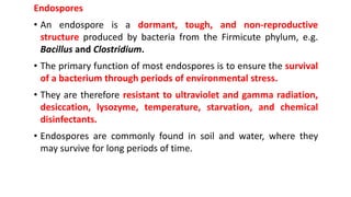 Bacterial Endospore.ppt