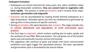 Bacterial Endospore.ppt