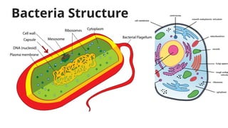 Bacteria Lesson on bacteria and their reproductive | PPT