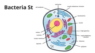 Bacteria Lesson Powerpoint for grade 11 college biology | PPTX