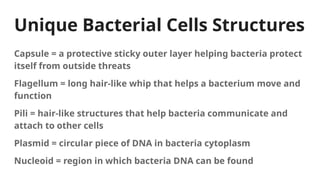 Bacteria Lesson Powerpoint for grade 11 college biology | PPTX