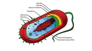 Bacteria Lesson Powerpoint for grade 11 college biology | PPTX