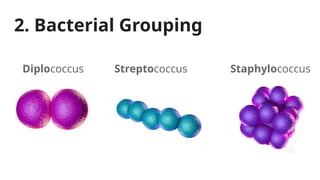 Bacteria Lesson Powerpoint for grade 11 college biology | PPTX