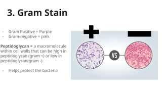 Bacteria Lesson Powerpoint for grade 11 college biology | PPTX