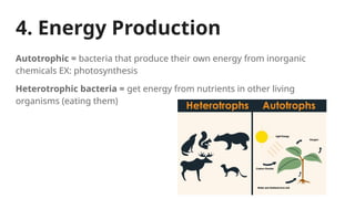 Bacteria Lesson Powerpoint for grade 11 college biology | PPTX