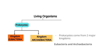 Bacteria Lesson Powerpoint for grade 11 college biology | PPTX