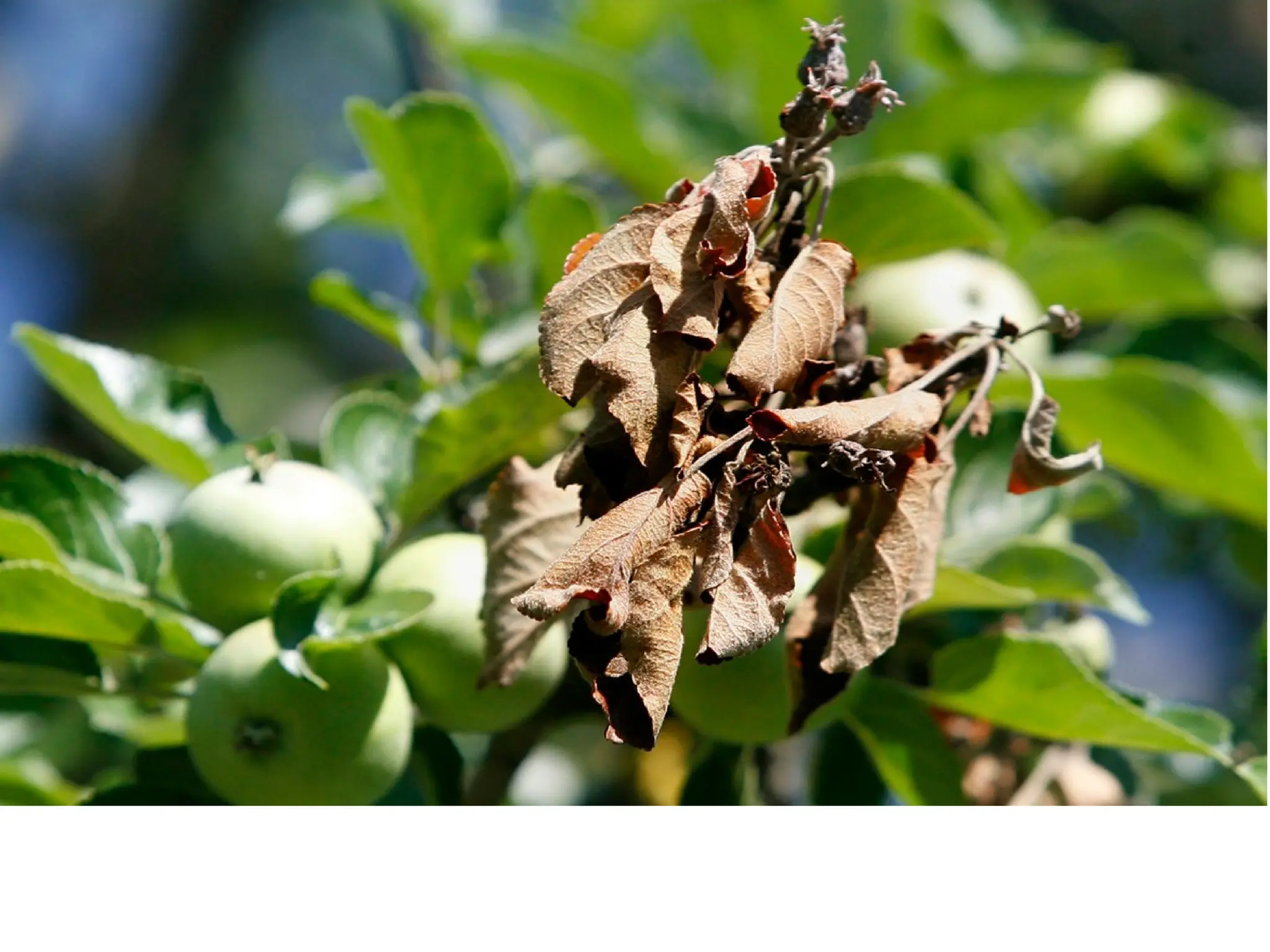 BACTERIAL FIRE.pptxIn plants, they cause numerous diseases such as ...