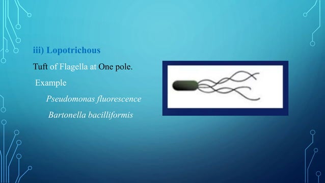 Surface appendages: Bacterial Flagella and pili.pptx