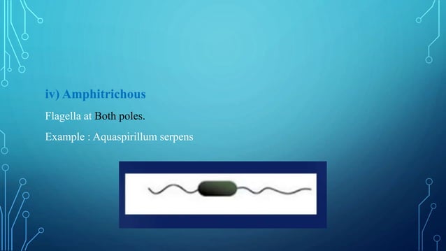 Surface appendages: Bacterial Flagella and pili.pptx