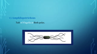 Surface appendages: Bacterial Flagella and pili.pptx