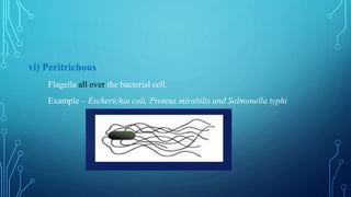 Surface appendages: Bacterial Flagella and pili.pptx