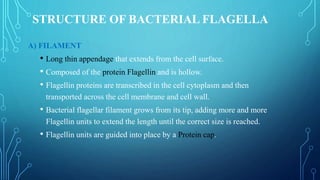 Surface appendages: Bacterial Flagella and pili.pptx