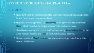 Surface appendages: Bacterial Flagella and pili.pptx