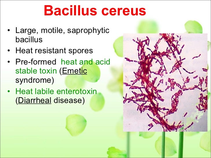 Bacterial food poisoning