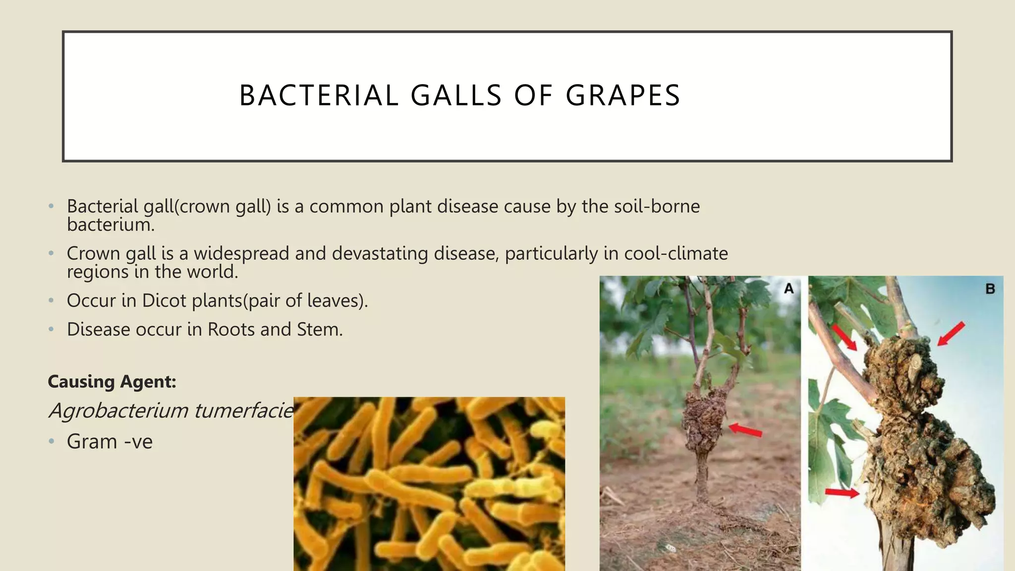 bacterial galls.pptx