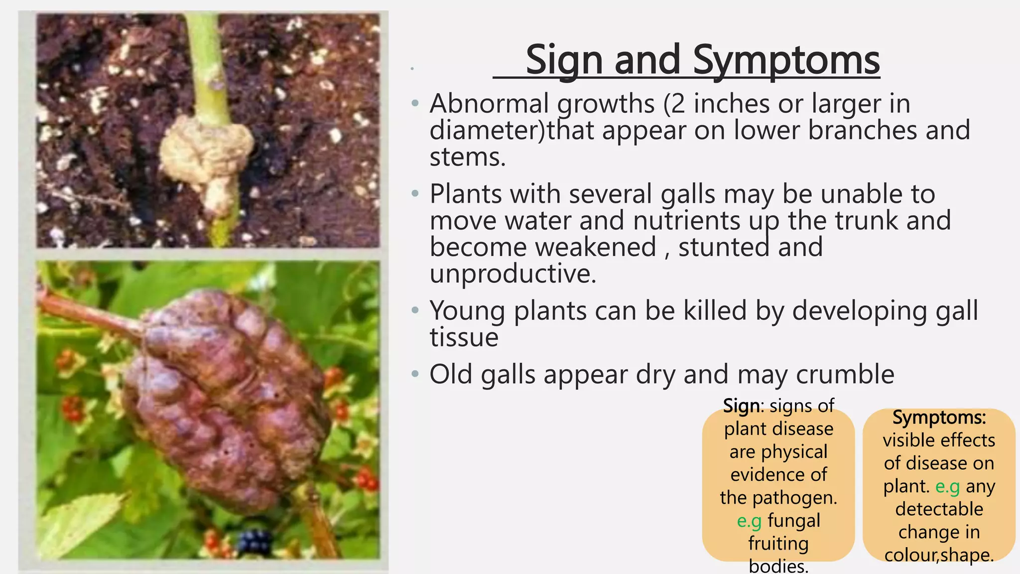 bacterial galls.pptx