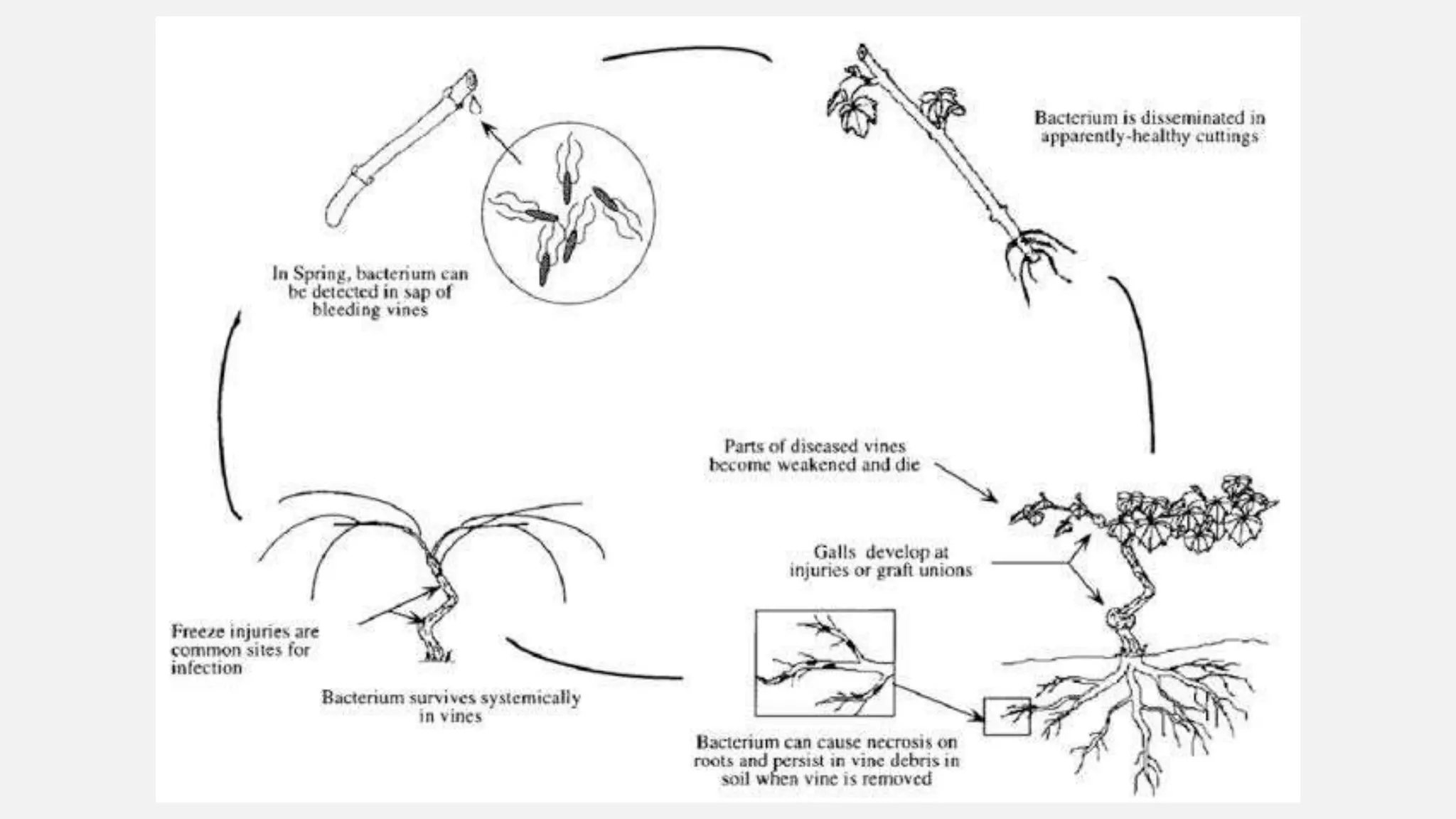 bacterial galls.pptx