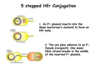 Bacterial Genetic Recombination II-1.ppt