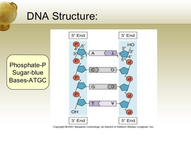 Bacterial genetics