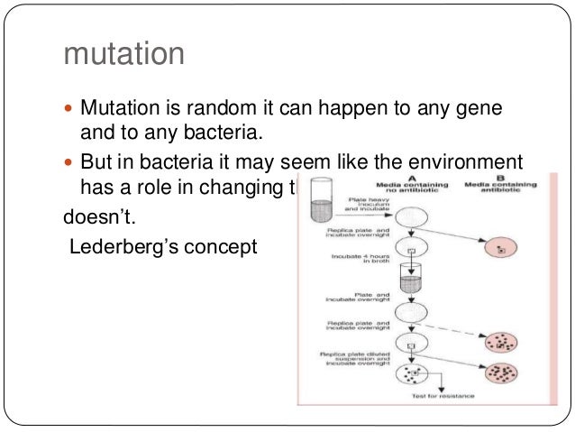 Bacterial genetics