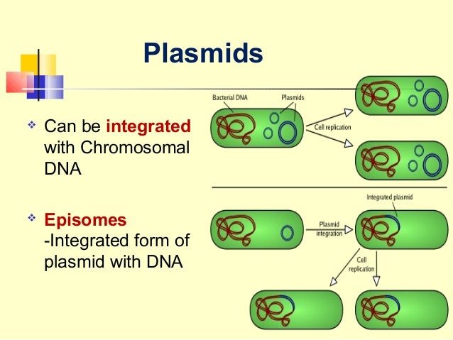 Bacterial genetics