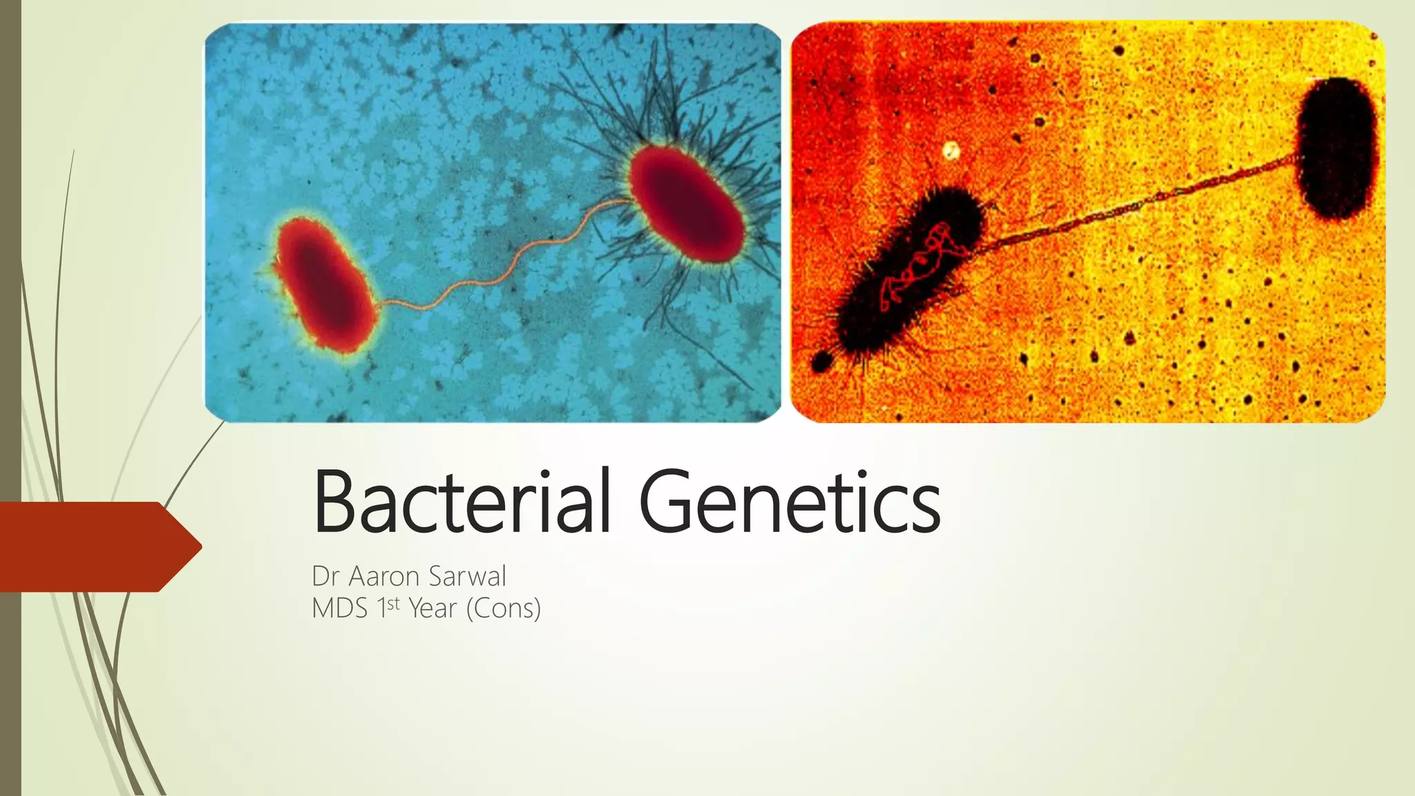 Bacterial genetics | PPTX