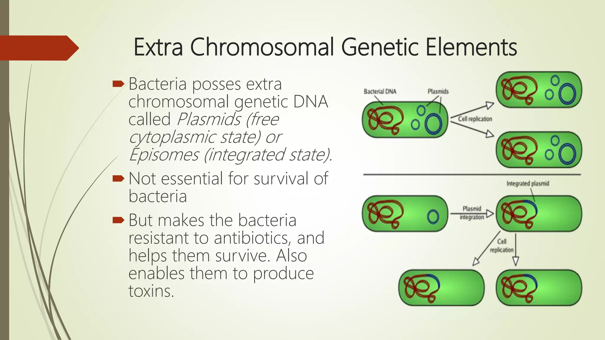 Bacterial genetics | PPTX
