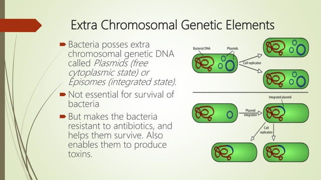 Bacterial genetics | PPTX | Chemistry | Science