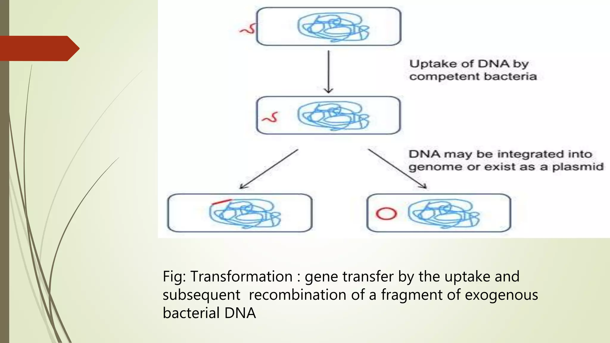 Bacterial genetics | PPT