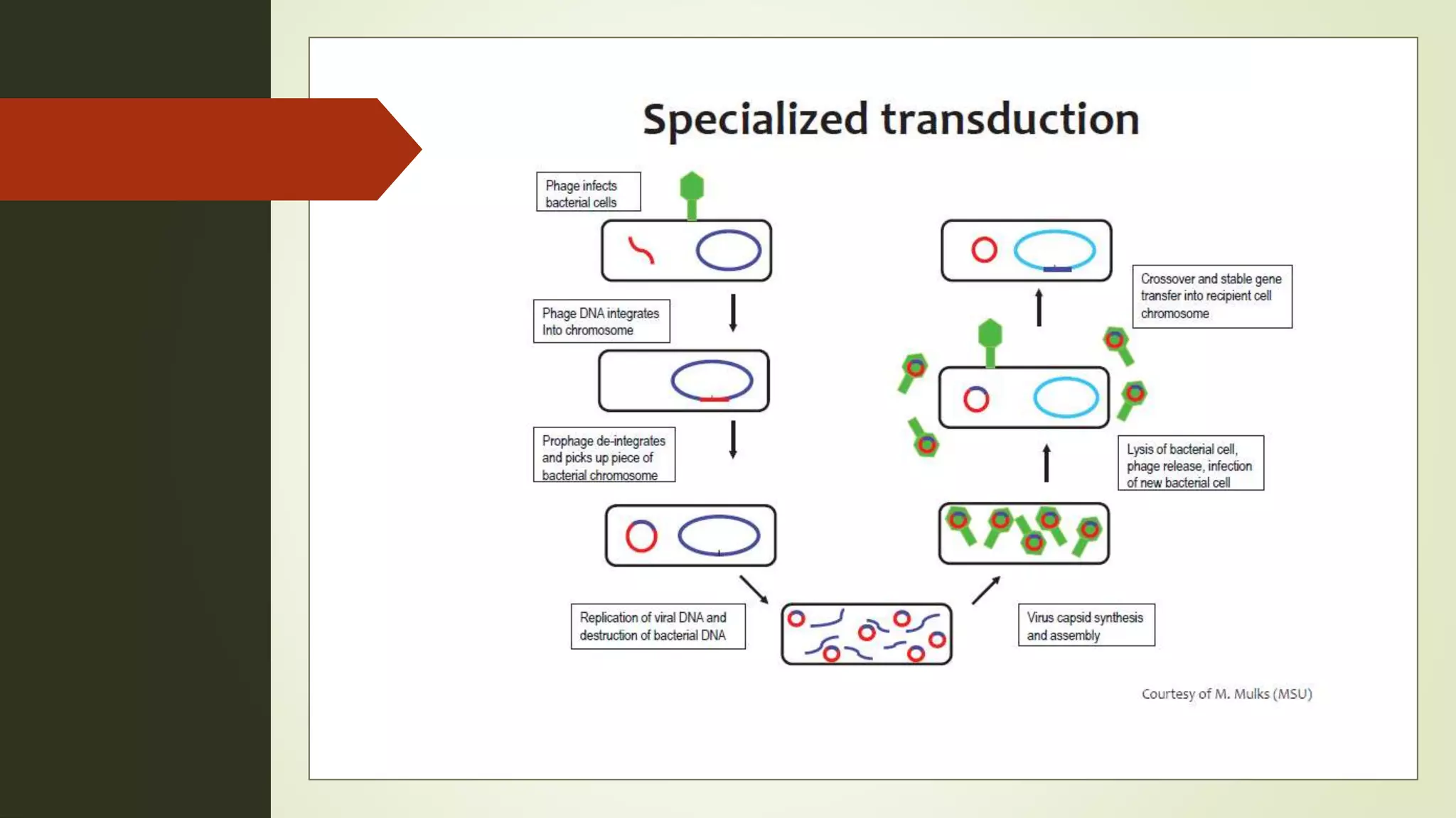 Bacterial genetics | PPT
