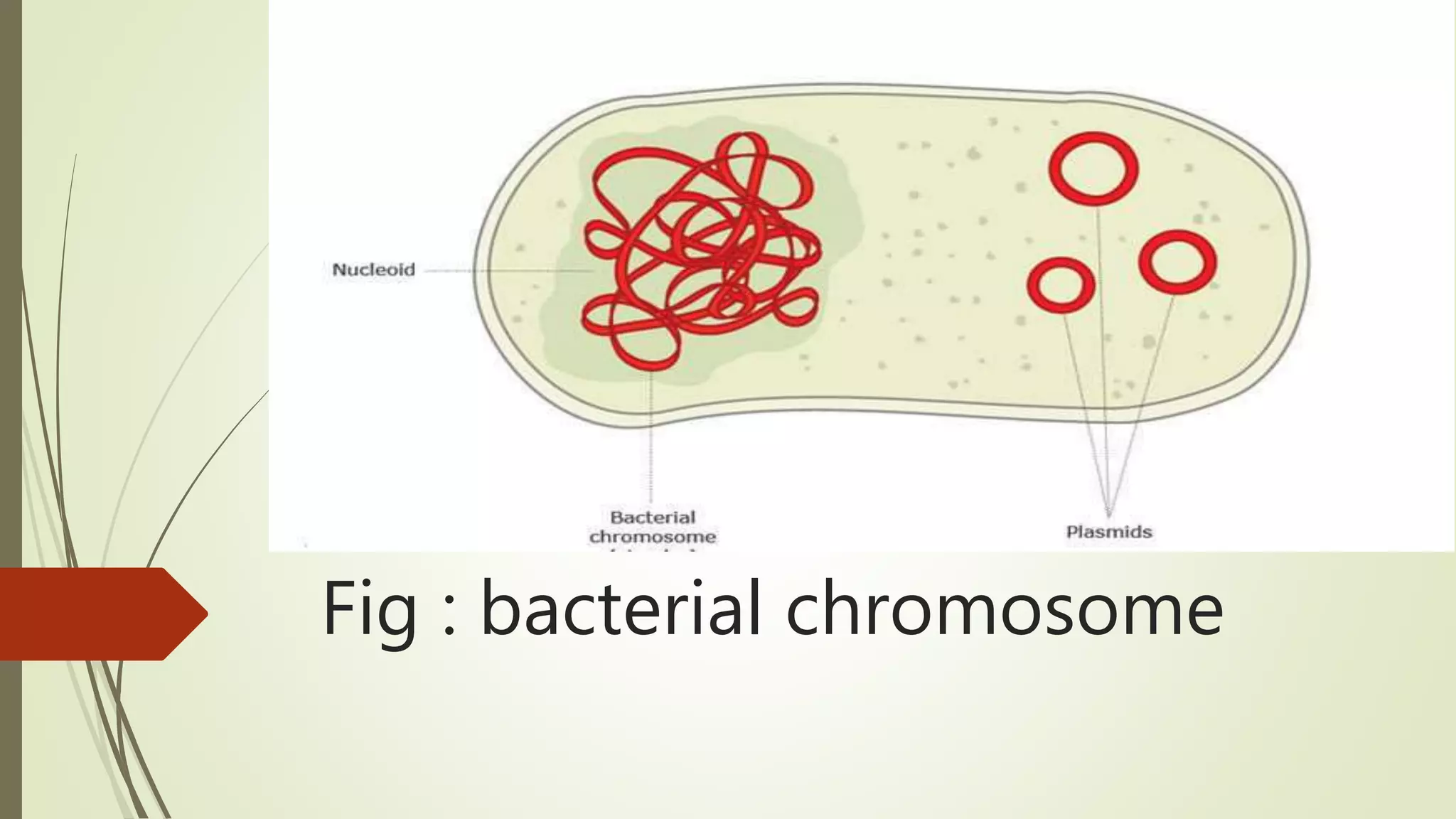 Bacterial genetics | PPT